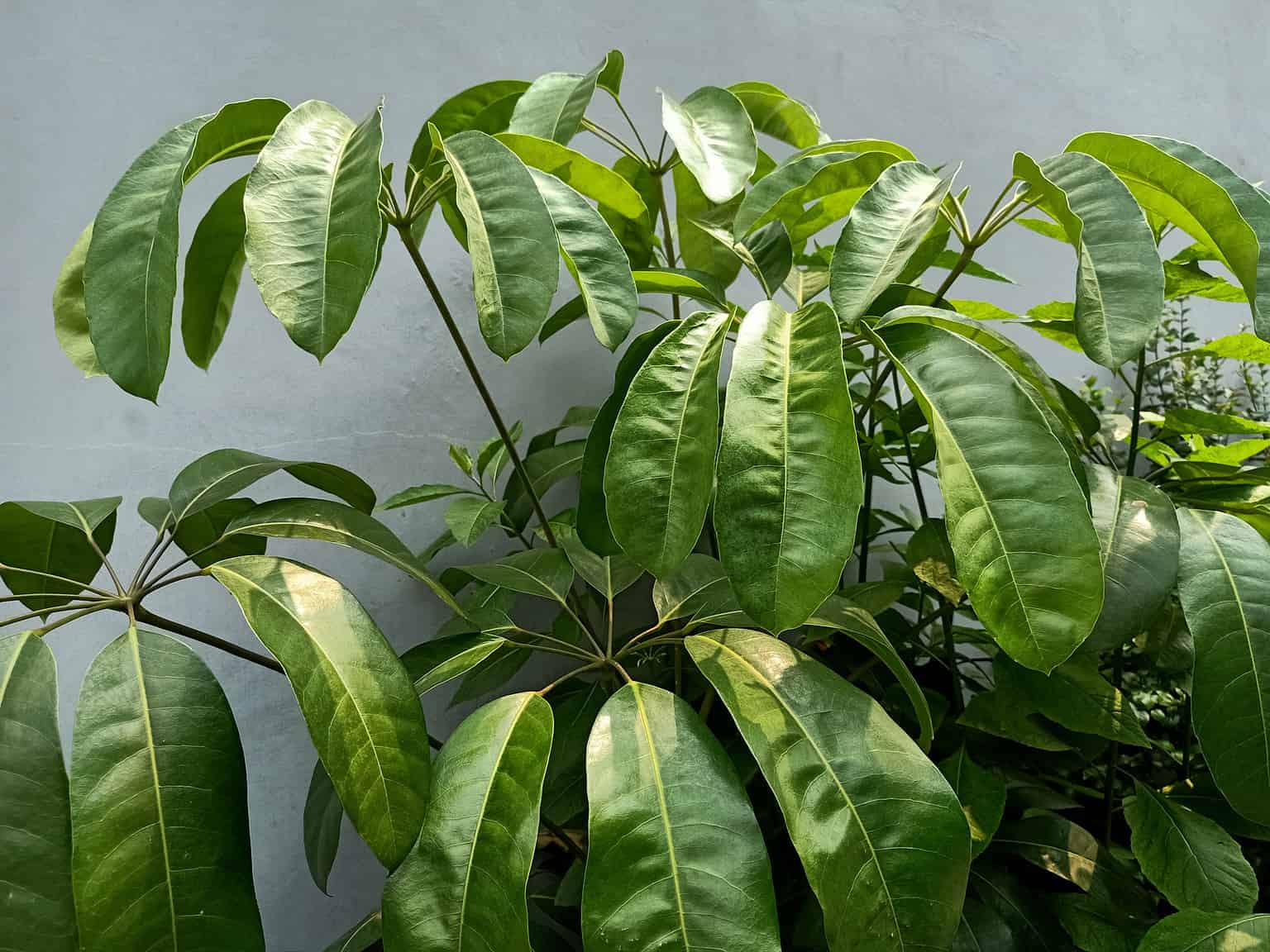 11 Types of Schefflera and How They Are Different - A-Z Animals