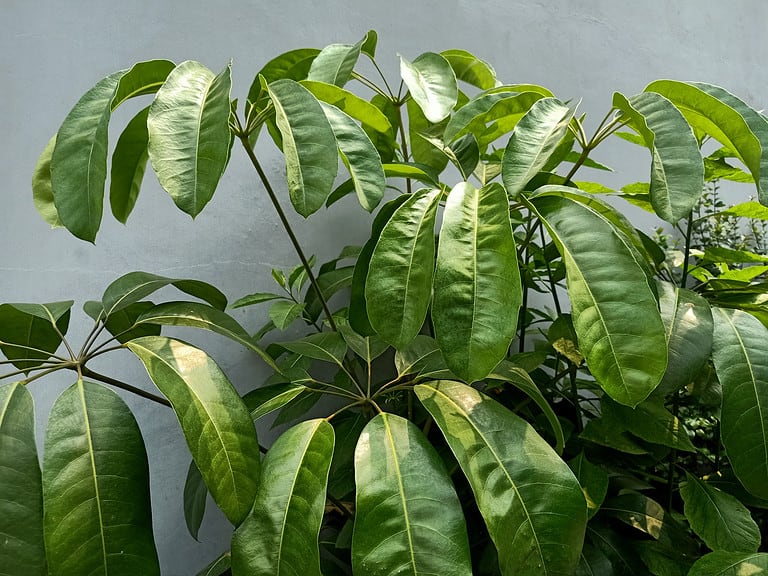 11 Types of Schefflera and How They Are Different - A-Z Animals