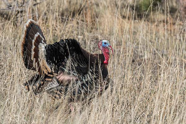 The 15 States With the Absolute Best Turkey Hunting - A-Z Animals