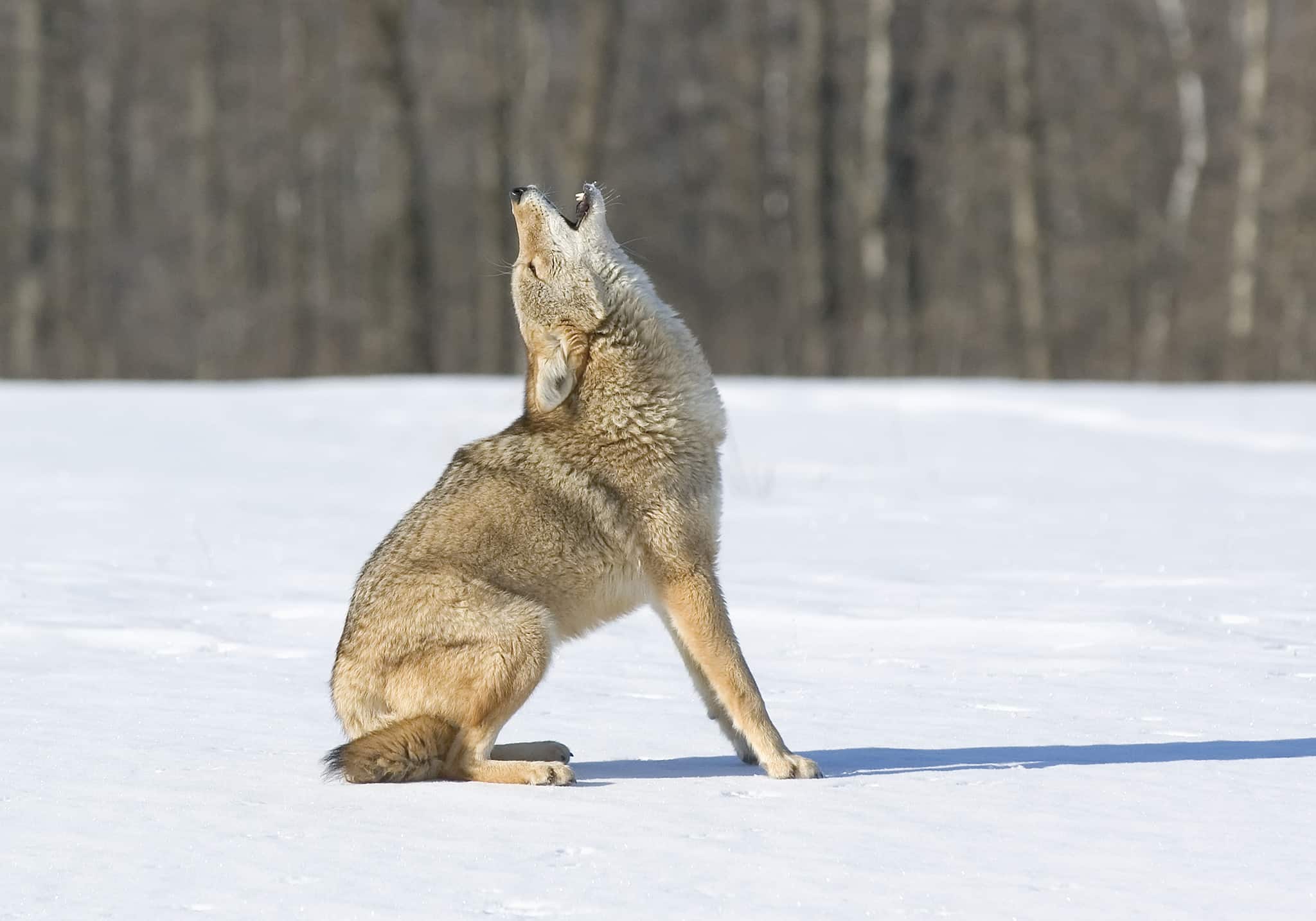 Why Urban Coyotes Prowl Modern Cities During Mating Season - A-Z Animals