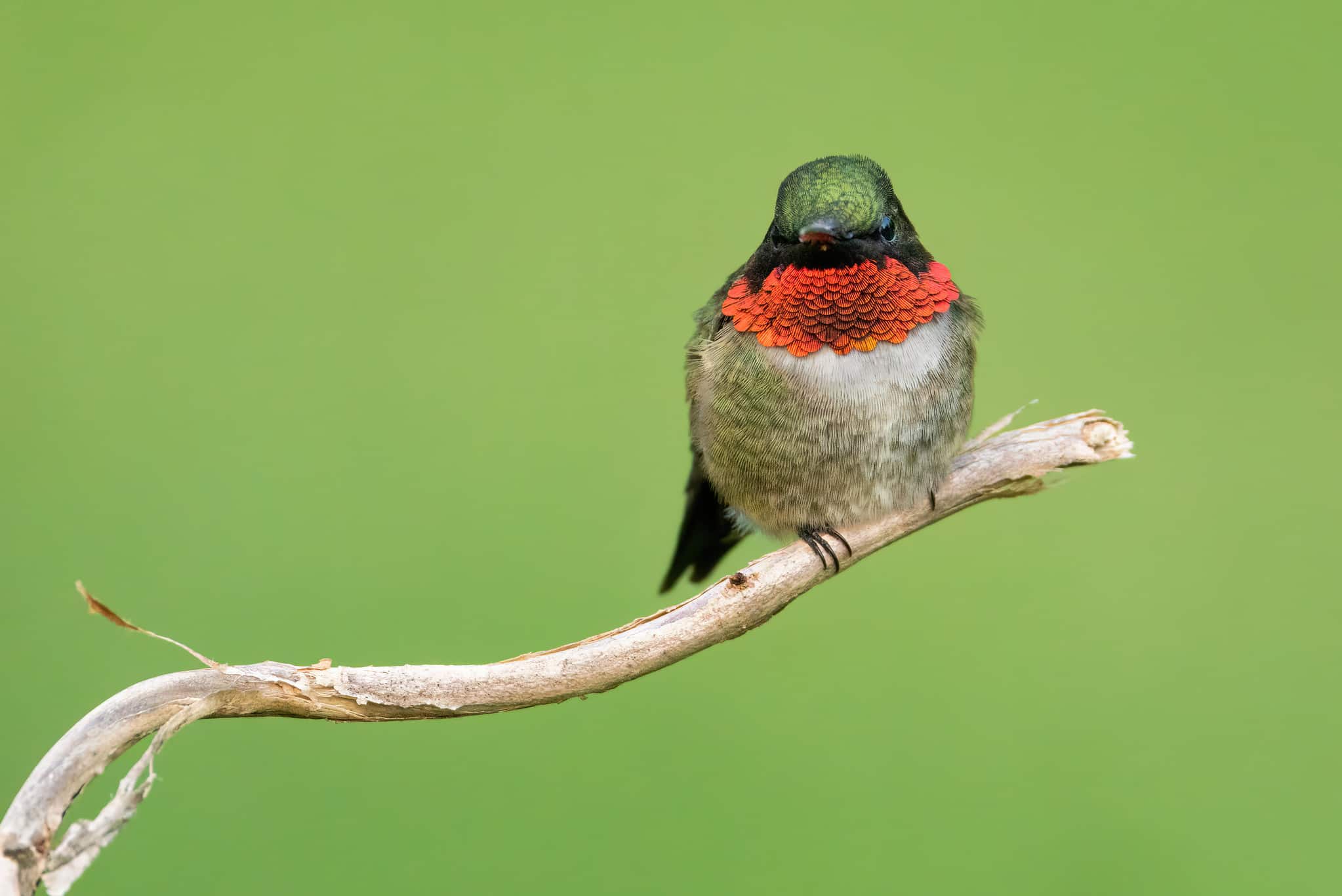 The Return of the Ruby-Throated Hummingbirds: Where They Show Up First ...