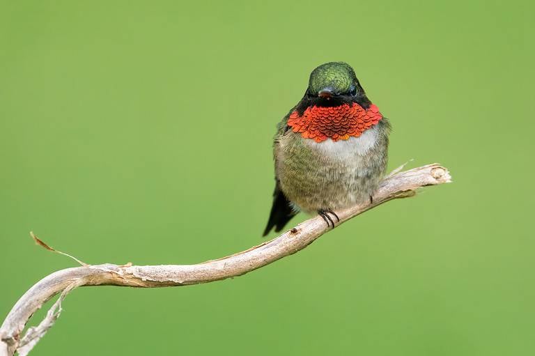 Your Ohio Hummingbird Arrival Guide: When to Expect Their Return - A-Z ...