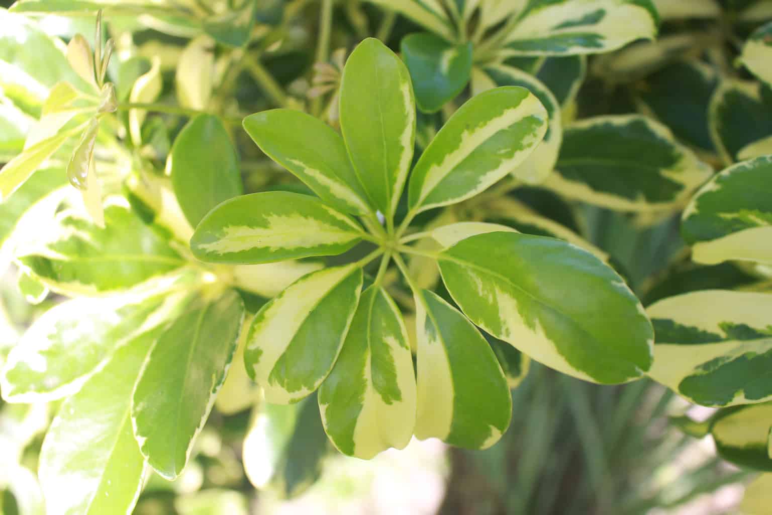 11 Types of Schefflera and How They Are Different - A-Z Animals