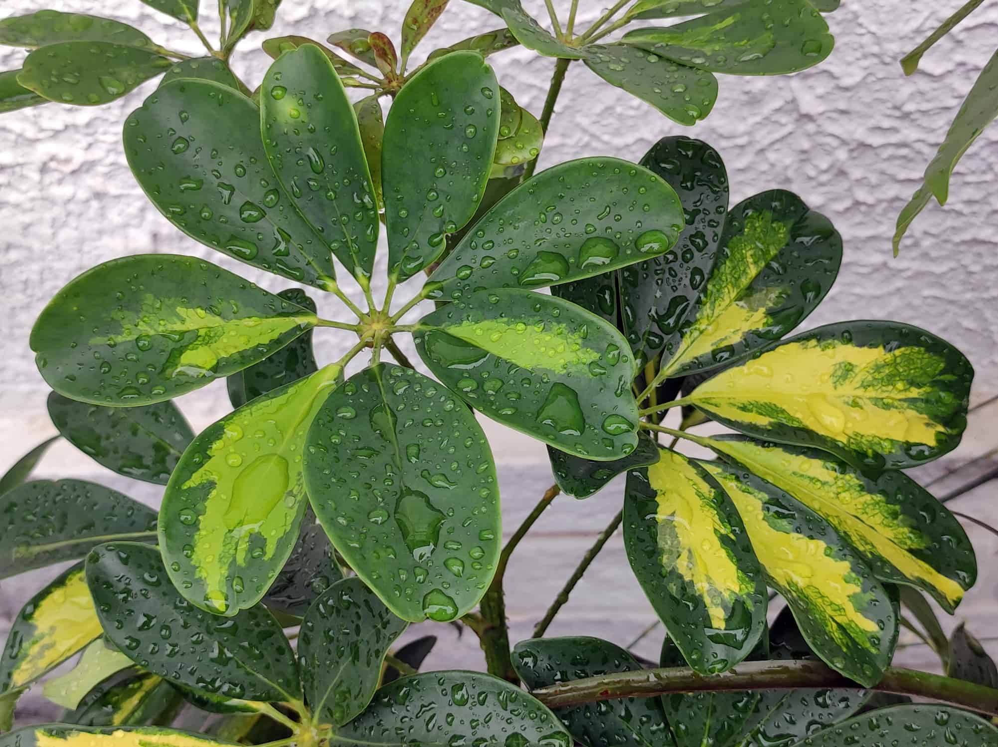 11 Types of Schefflera and How They Are Different - A-Z Animals