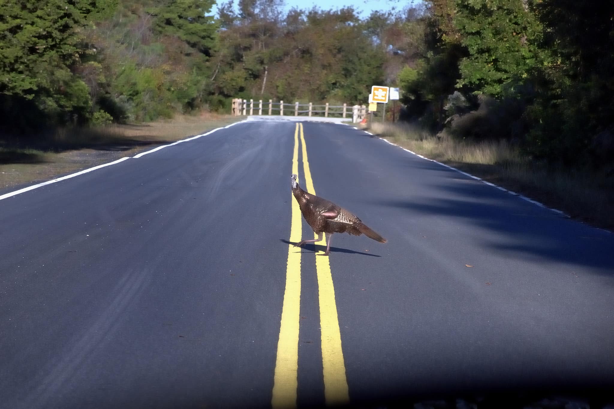 Wild Turkey Invasion? One U.S. State Now Has Almost Half a Million ...