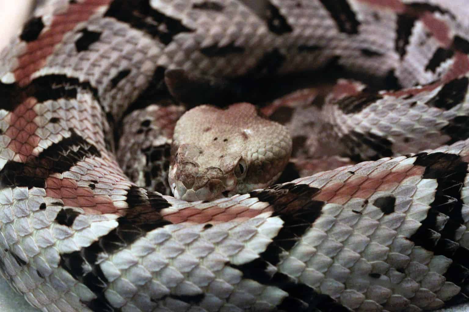 Viper Animal Facts - A-Z Animals