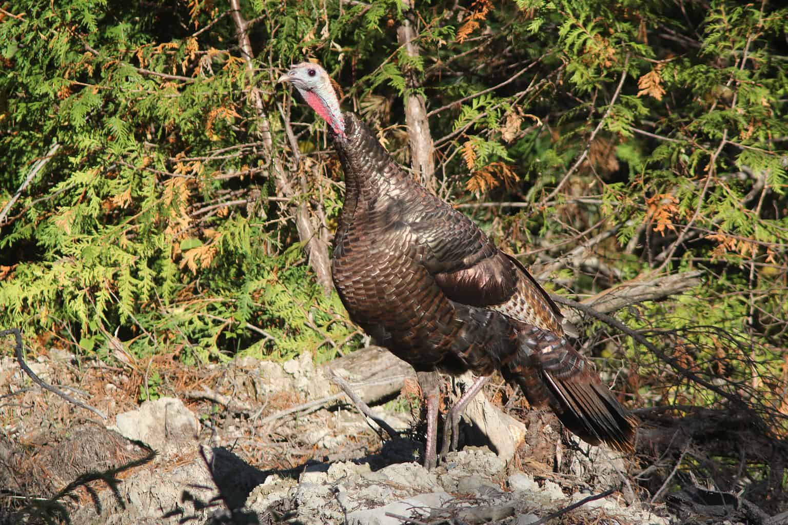 Wild Turkey Invasion? One U.S. State Now Has Almost Half a Million ...