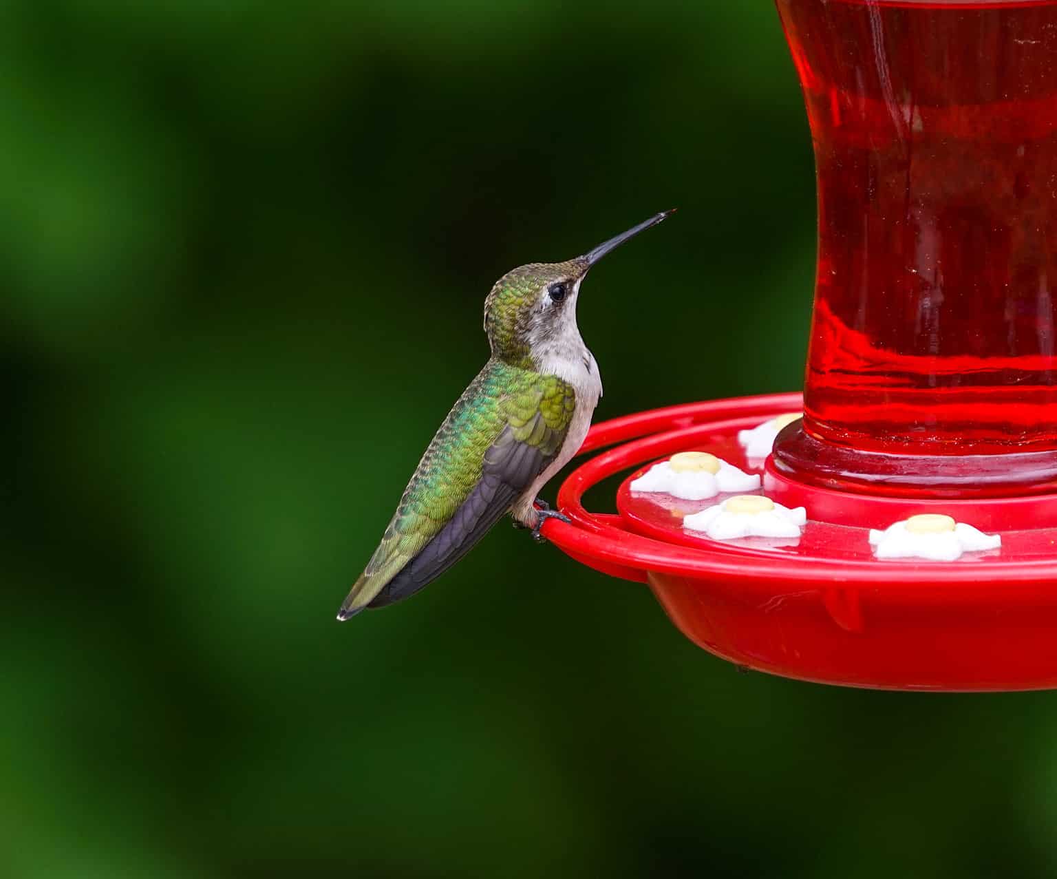 Setting Up Your New Hummingbird Feeder? Here's How Long It'll Take for ...