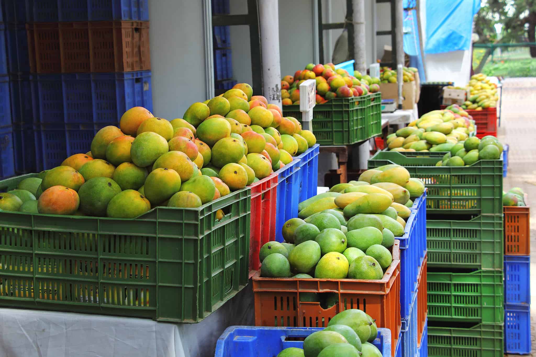 The 8 Countries That Grow the Most Mangoes in the World - A-Z Animals