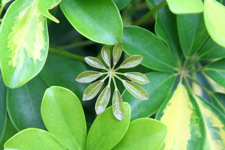 11 Types of Schefflera and How They Are Different - A-Z Animals