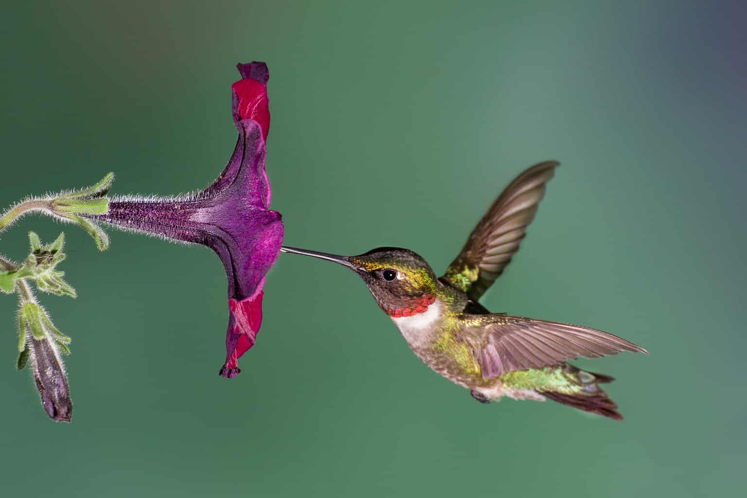 The Return of the Ruby-Throated Hummingbirds: Where They Show Up First ...