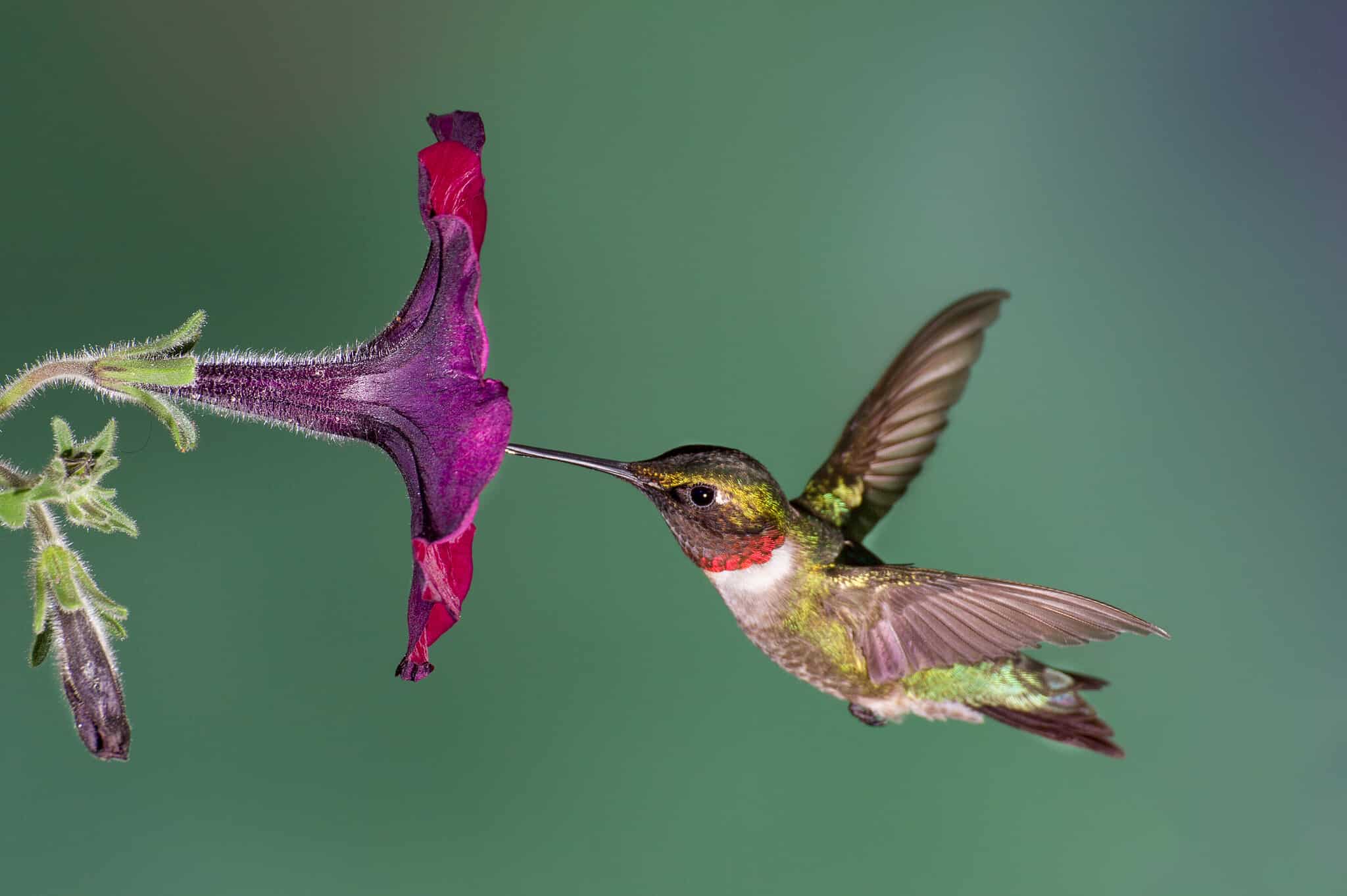What Do Hummingbirds Eat? - A-Z Animals