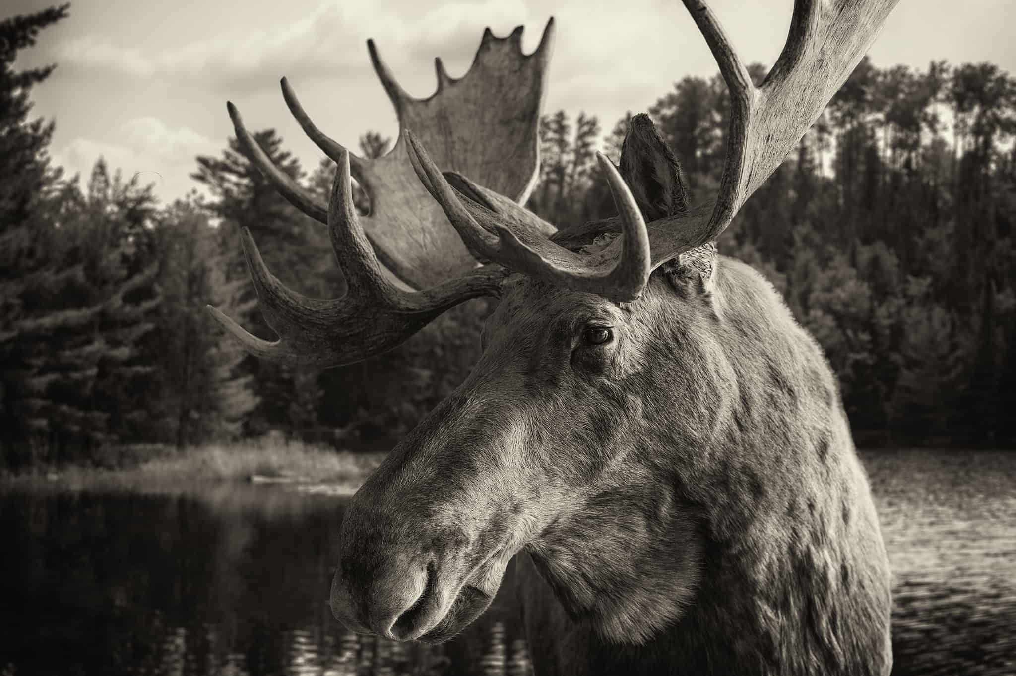These States Have the Most Moose Roaming Free - A-Z Animals