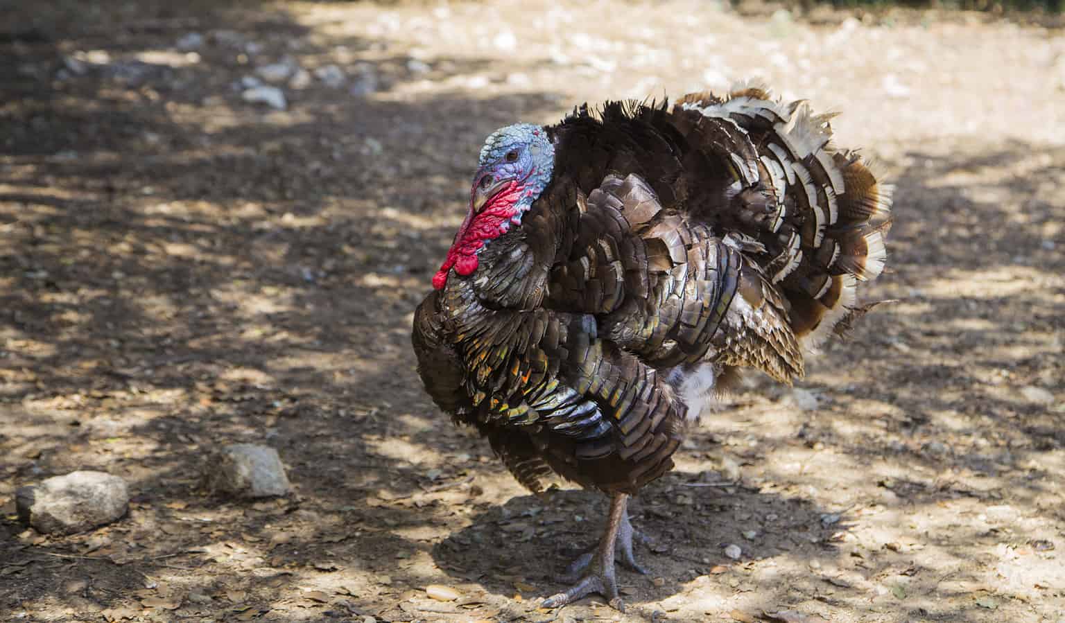 The U.S. States with The Most Wild Turkeys: One Has Half a Million - A ...