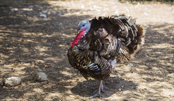 Wild Turkey Invasion? One U.S. State Now Has Almost Half a Million ...