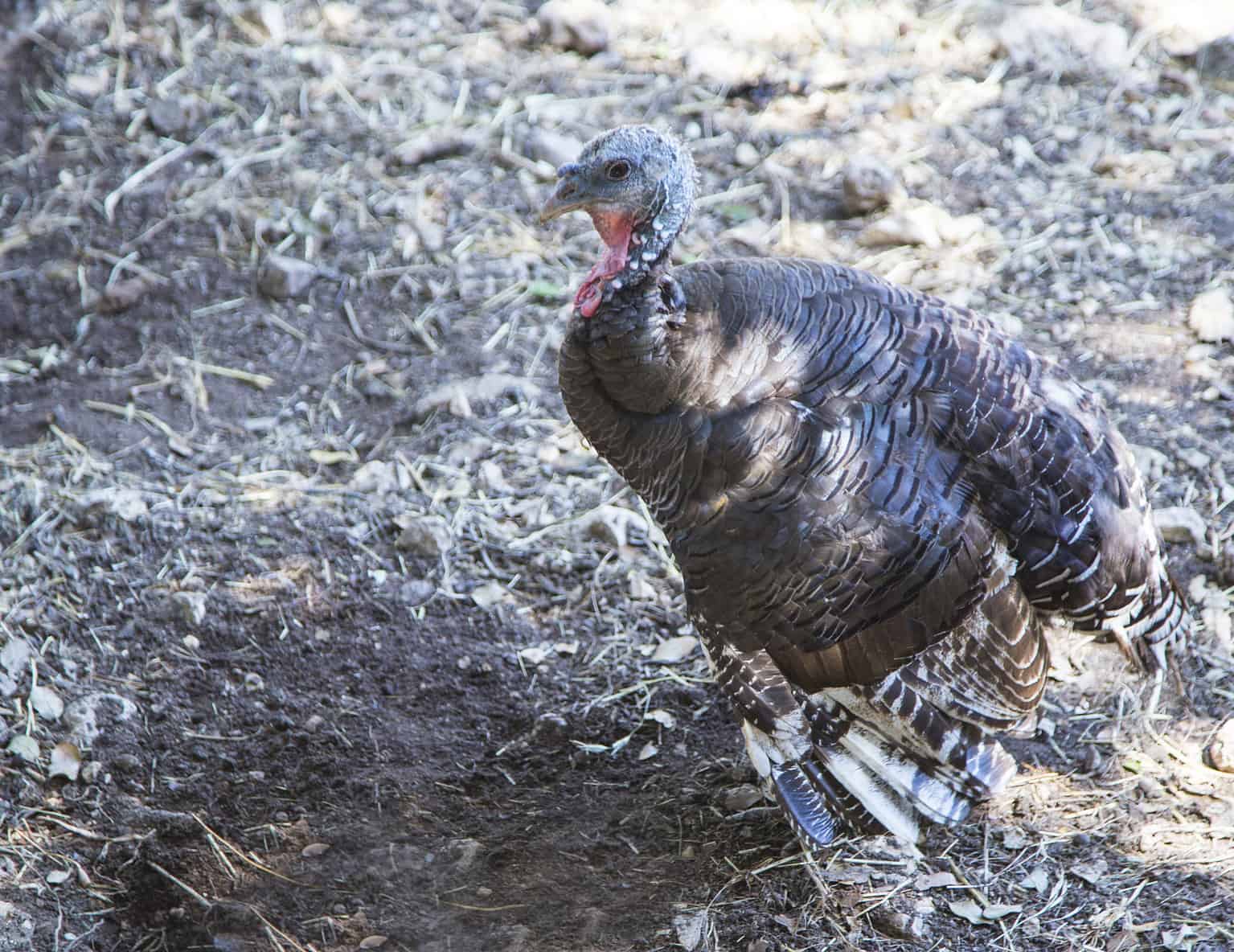 The U.S. States with The Most Wild Turkeys: One Has Half a Million - A ...