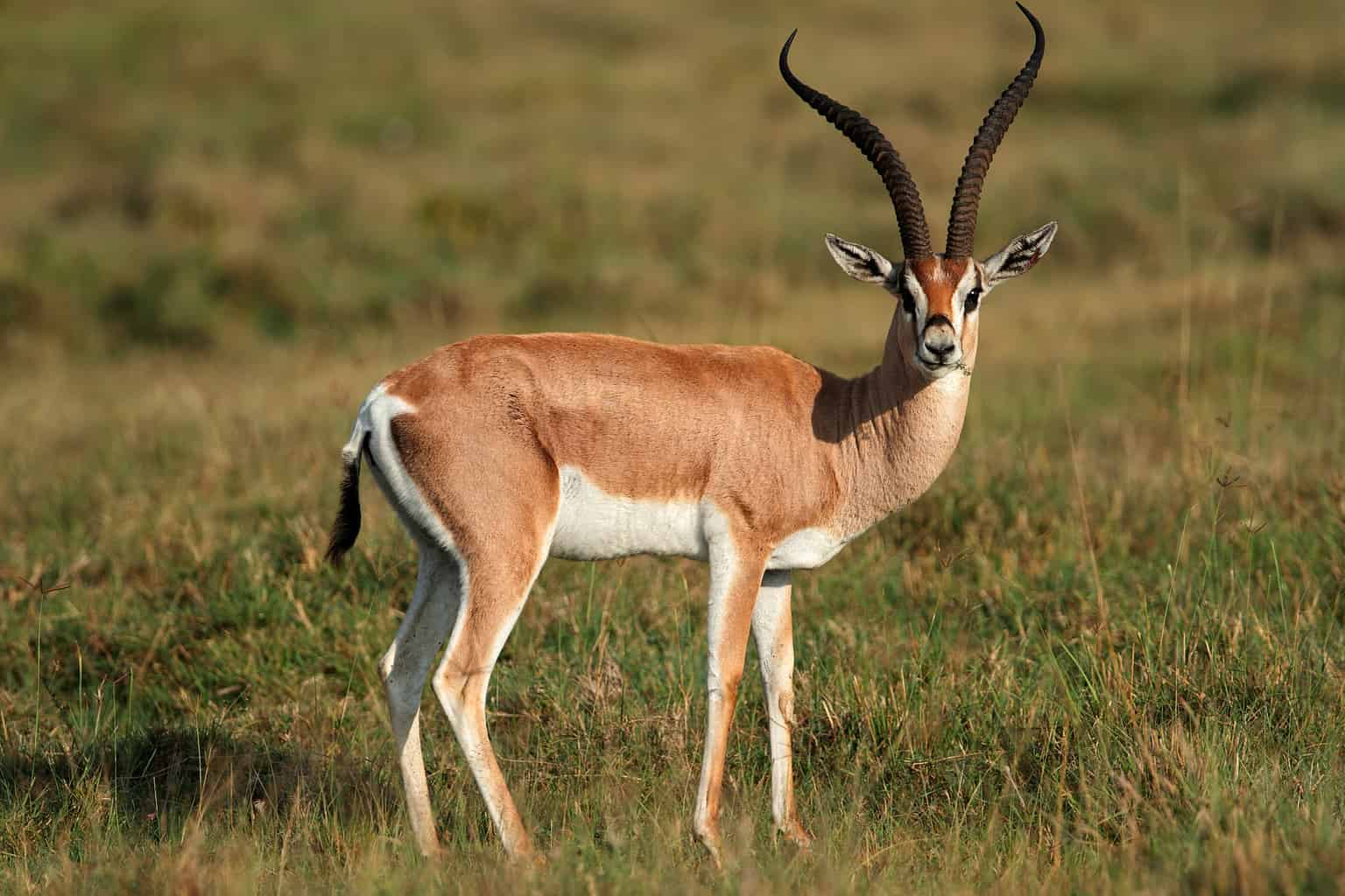 Why Gazelles Leap Straight Into the Air When Predators Are Near - A-Z ...