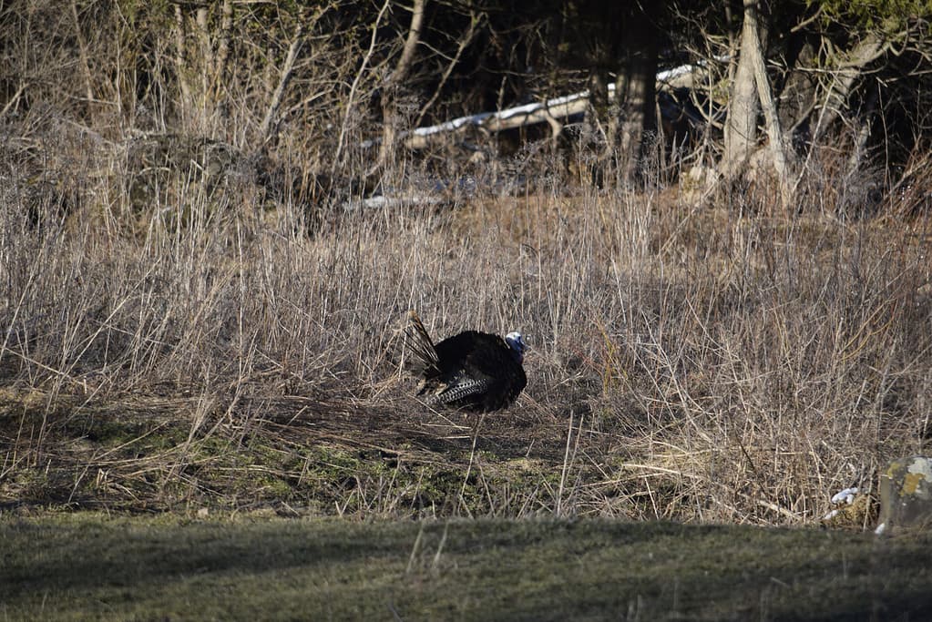 Wild Turkey Invasion? One U.S. State Now Has Almost Half a Million ...