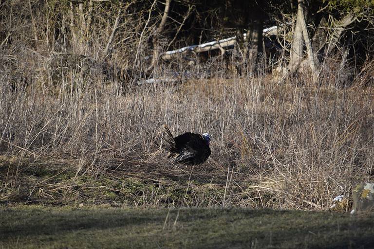 Wild Turkey Invasion? One U.S. State Now Has Almost Half a Million ...