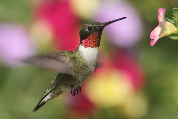 Peonies vs. Roses - A-Z Animals