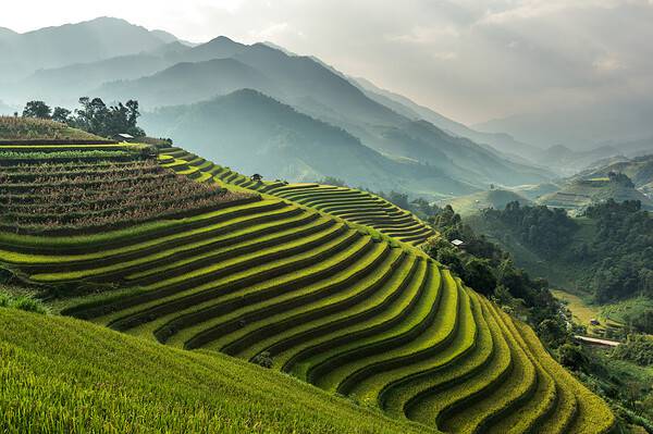 The 10 Countries That Produce the Most Rice in the World - A-Z Animals
