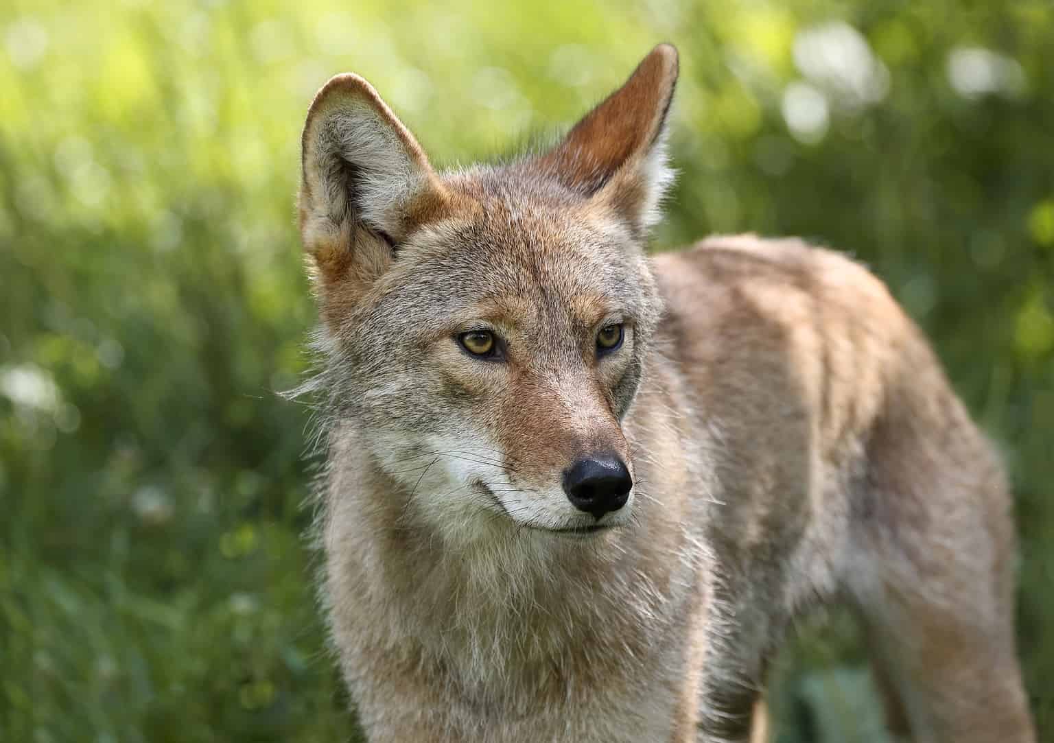 How to Tell a Coyote vs. Wolf - A-Z Animals