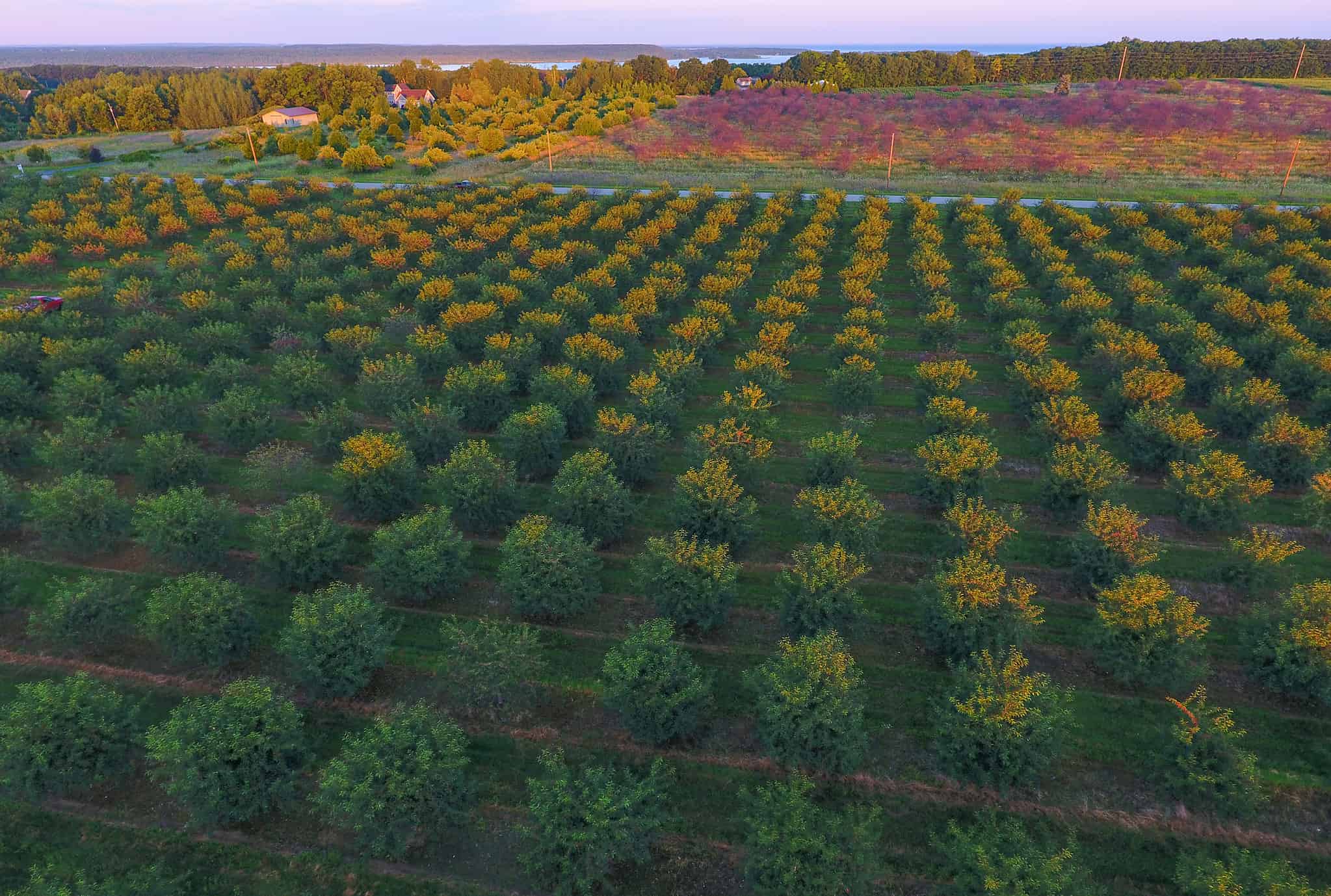 The 6 U.S. States That Grow the Most Cherries - A-Z Animals