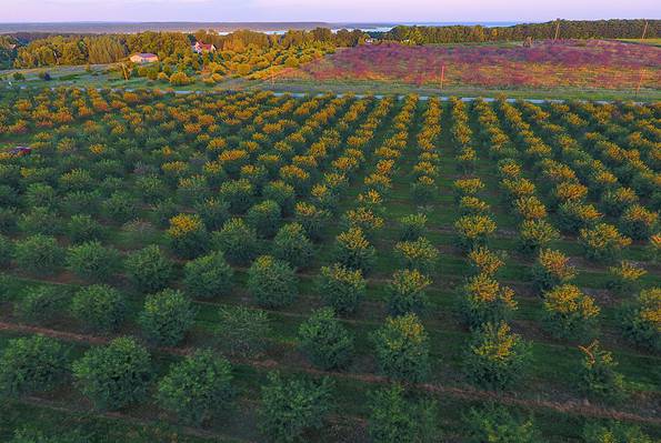 The 6 U.S. States That Grow the Most Cherries - A-Z Animals