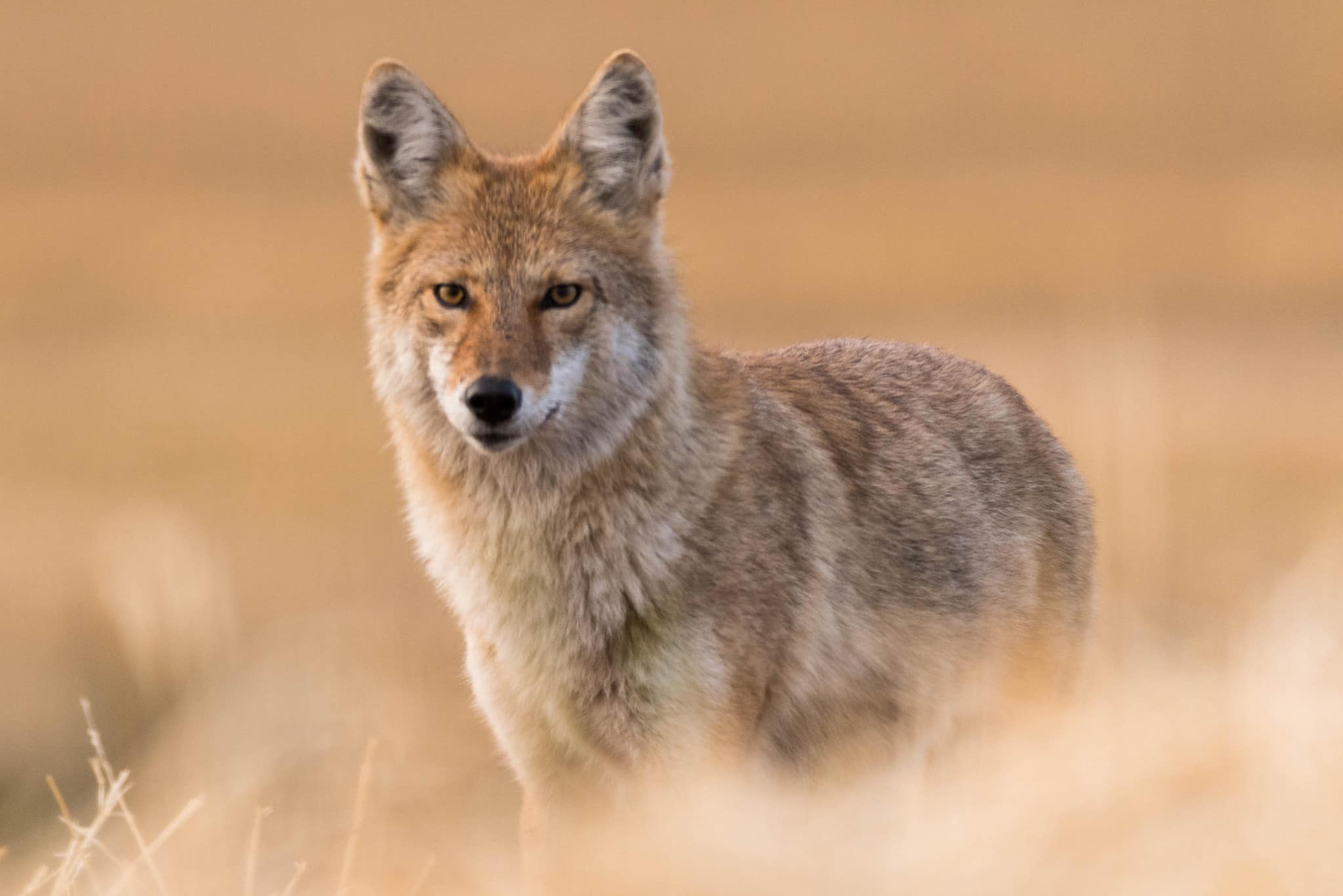 Wildlife Watching in Gooseberry Falls State Park (Minnesota) - A-Z Animals