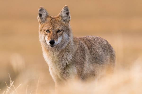 Wildlife Watching in Gooseberry Falls State Park (Minnesota) - A-Z Animals