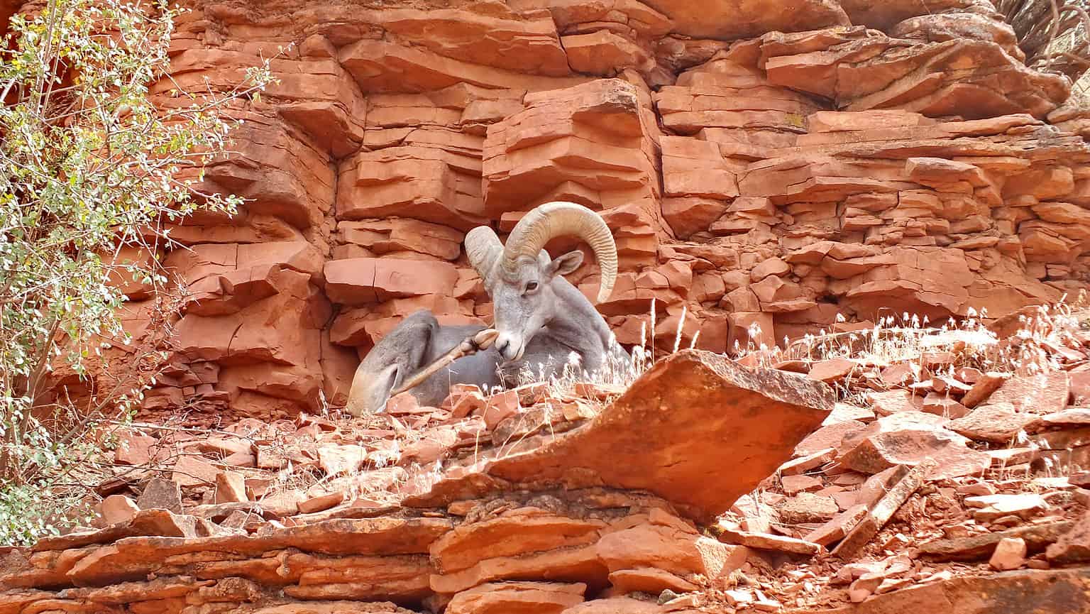 How Healthy Are Bighorn Sheep Populations? - A-Z Animals Slideshows