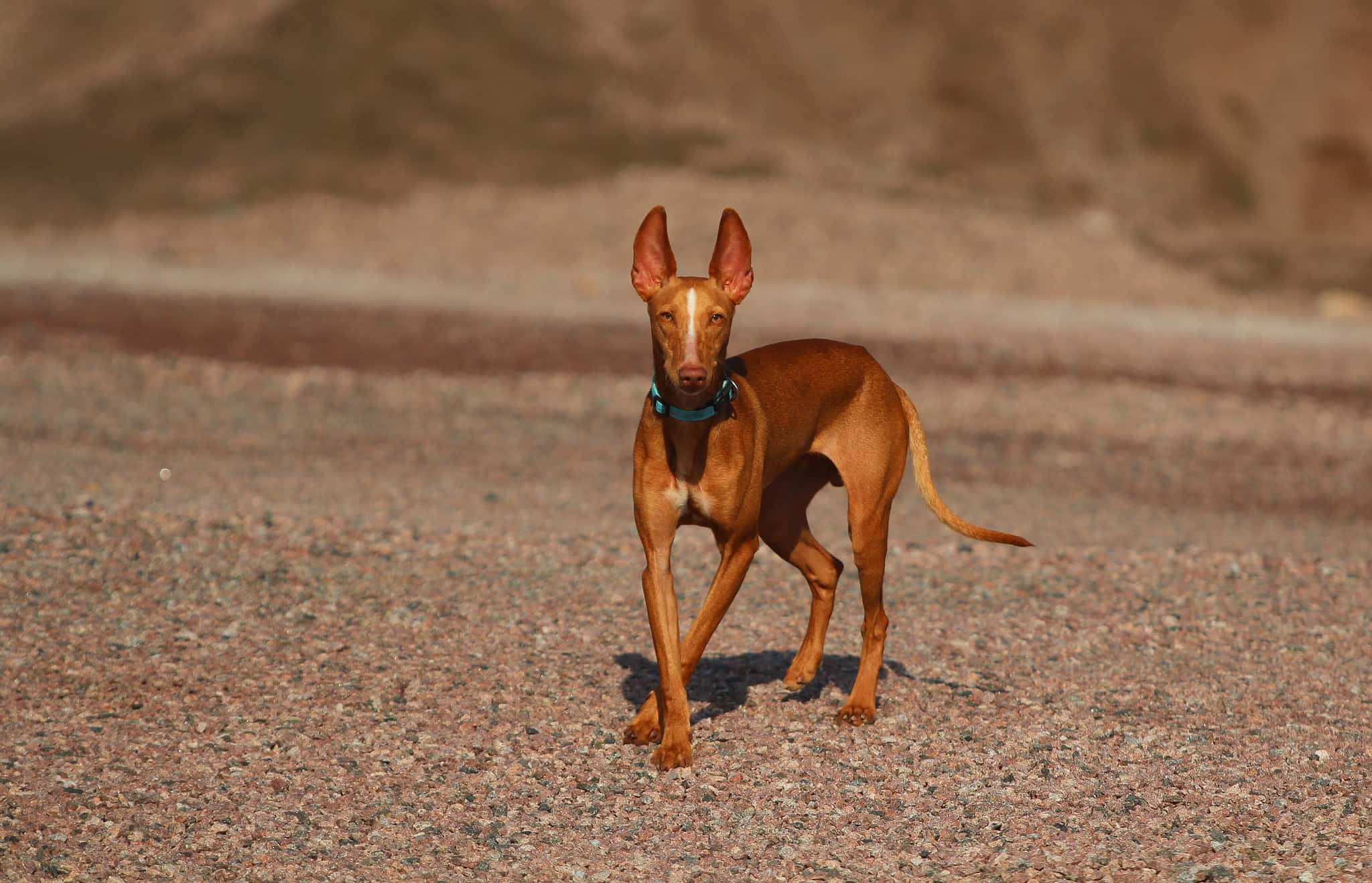17 Types of Sighthounds - A-Z Animals
