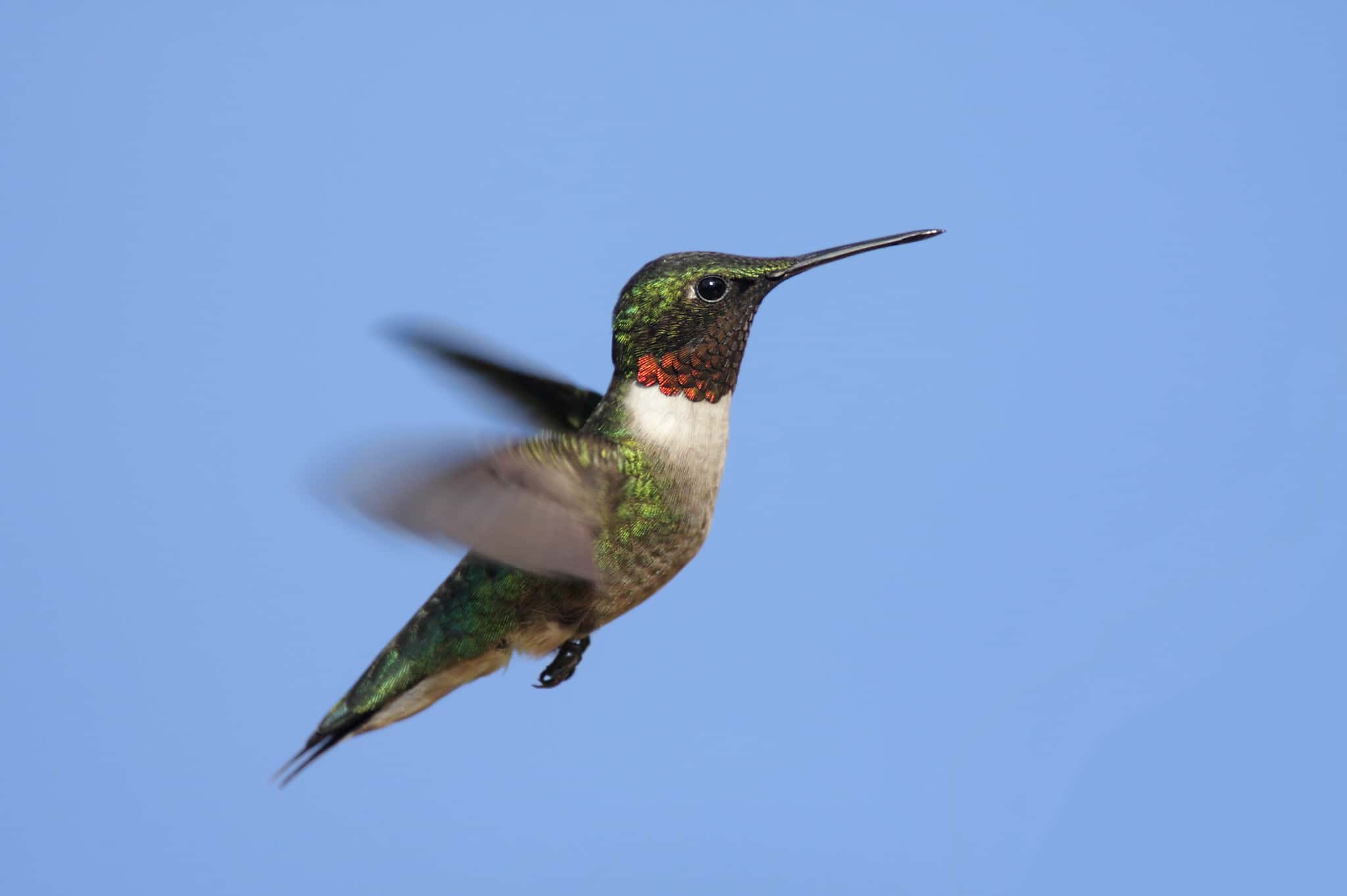 Eyes Up! These Birds Are Migrating South for the Winter in the ...