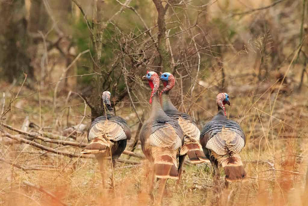 Wild Turkey Invasion? One U.S. State Now Has Almost Half a Million ...
