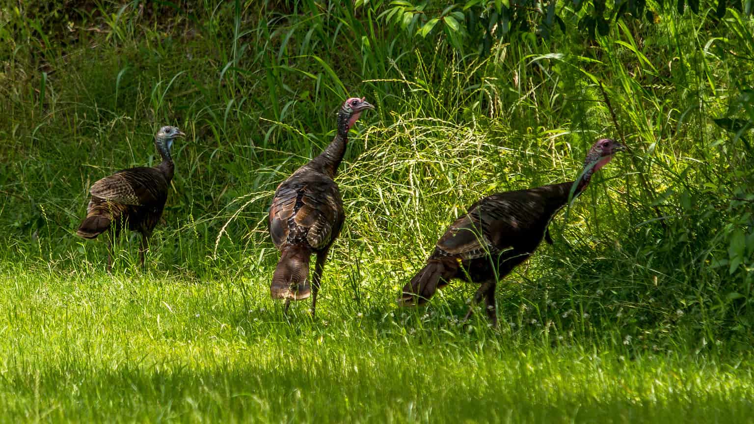 Wild Turkey Invasion? One U.S. State Now Has Almost Half a Million ...