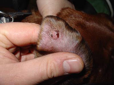 The Most Common Tumors in Dogs (With Pictures) - A-Z Animals