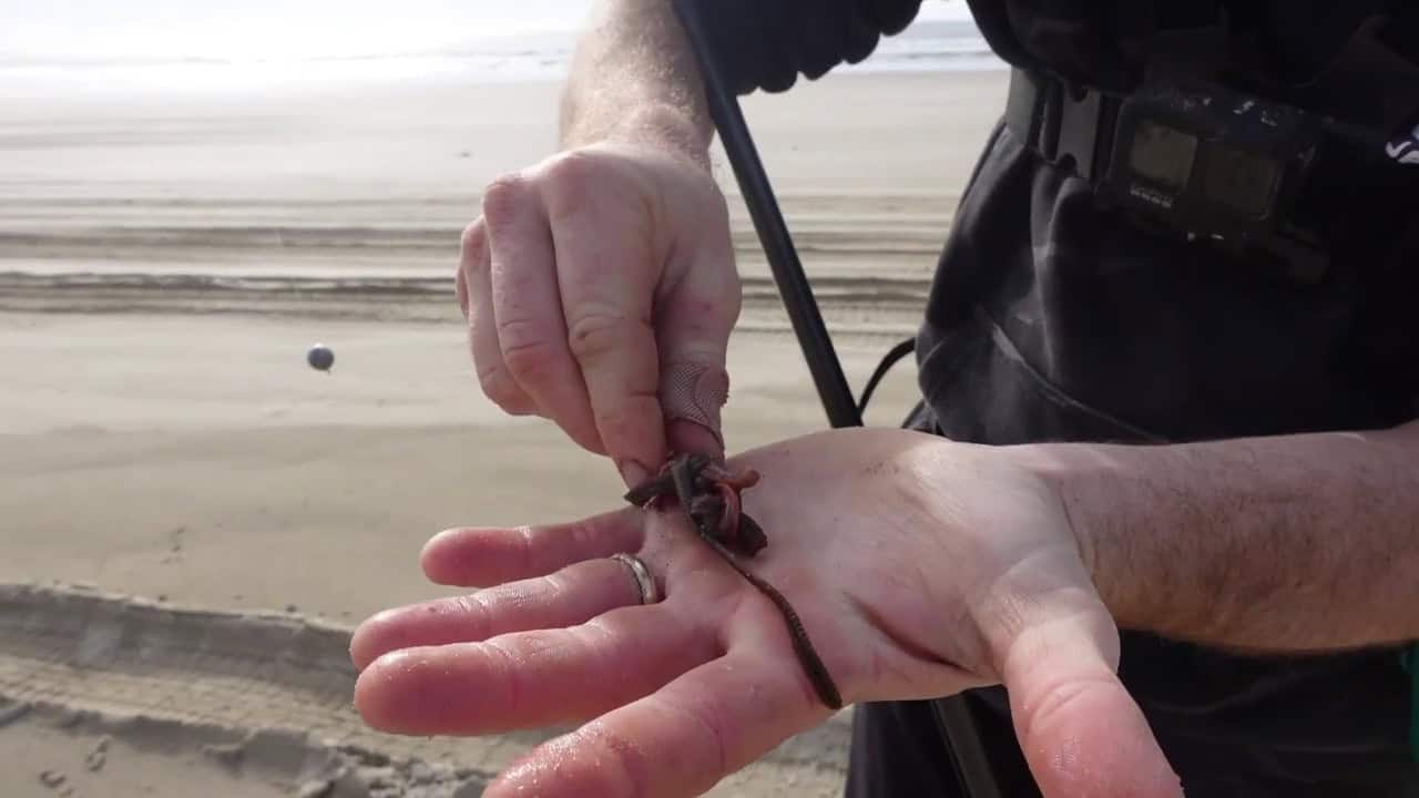 The Remarkable Beach Worms Hiding Beneath Australian Sands - A-Z Animals