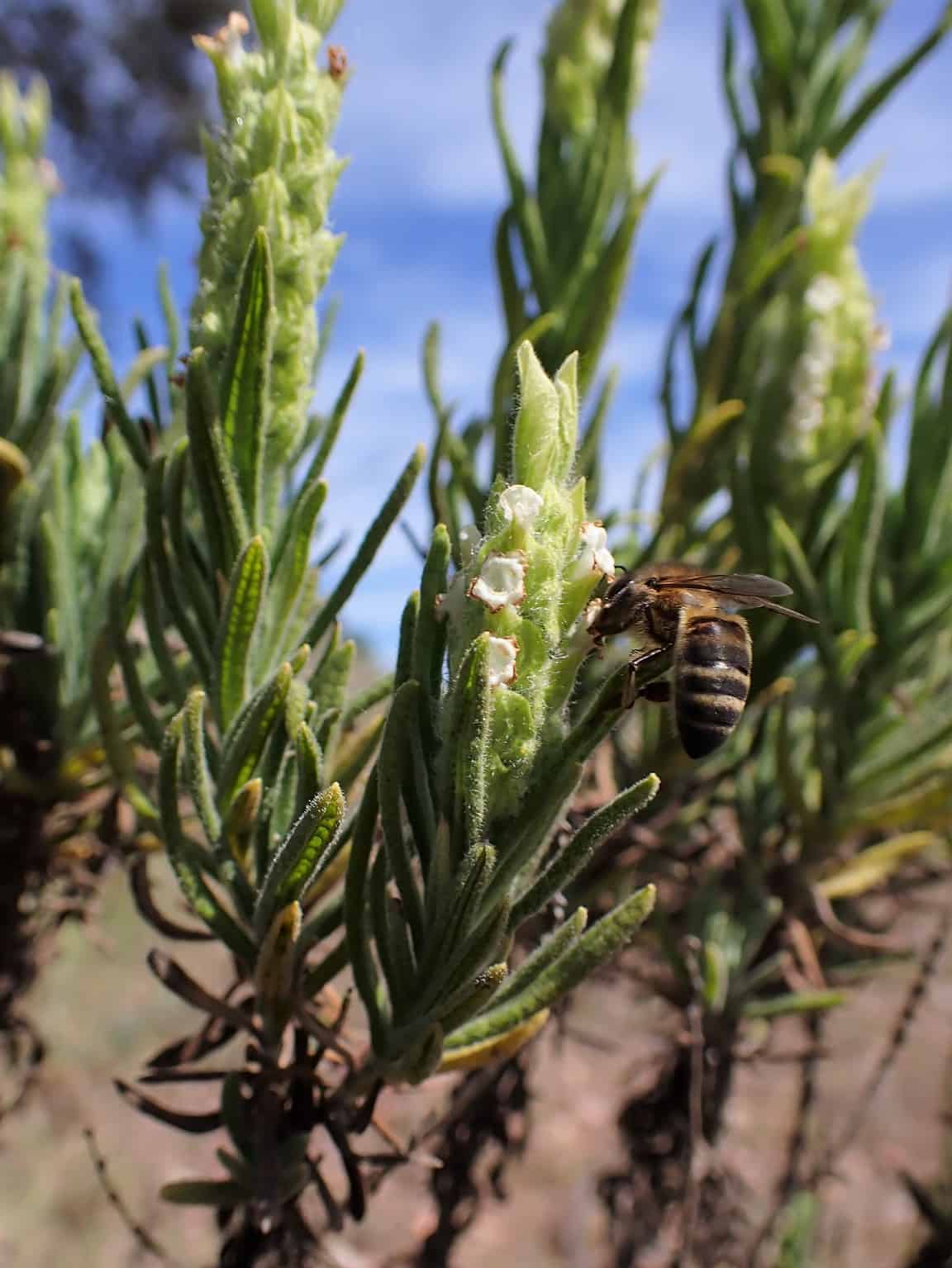 10 Common Types of Lavender and How They Are Different - A-Z Animals