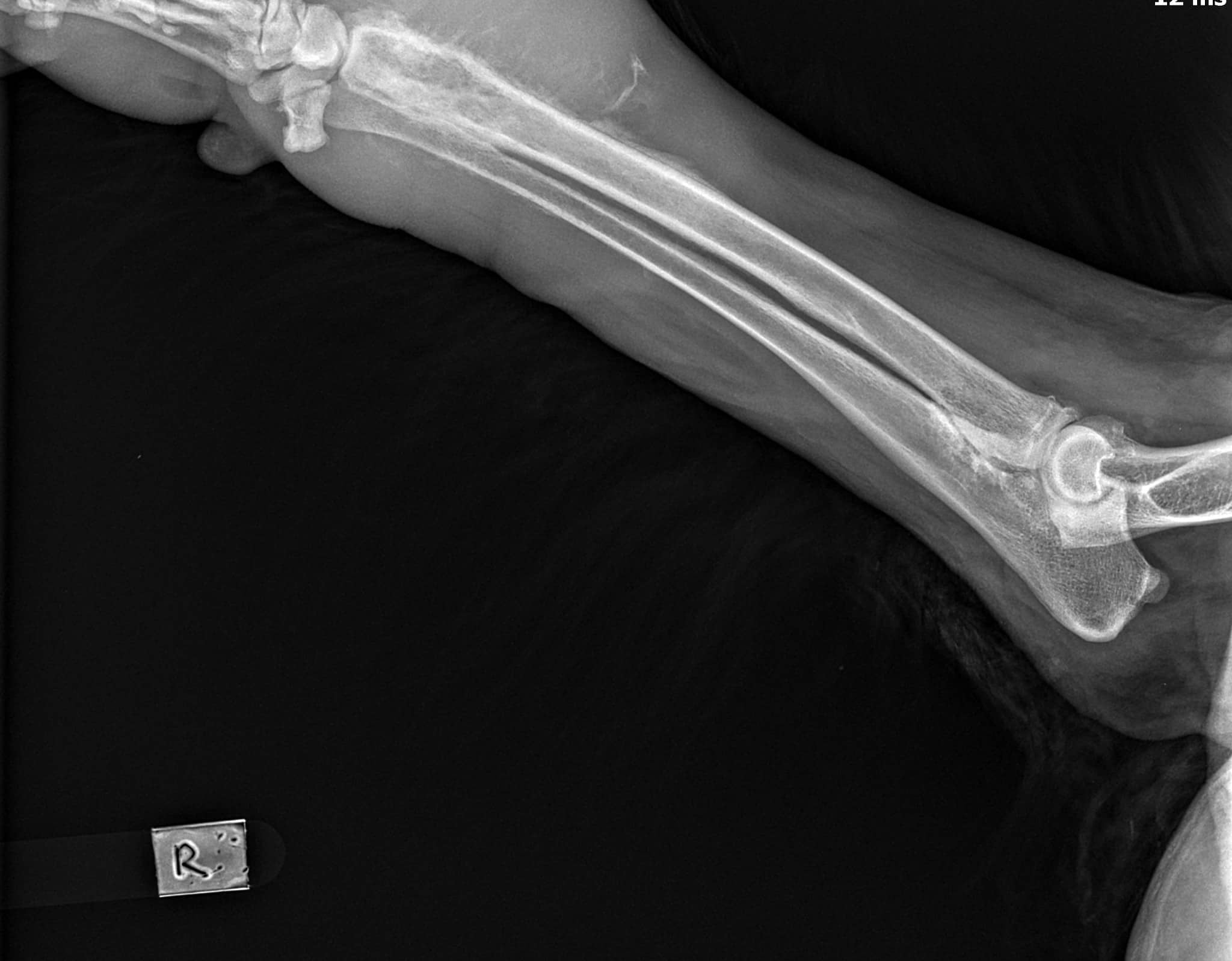 The Most Common Tumors in Dogs (With Pictures) - A-Z Animals