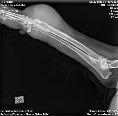 The Most Common Tumors in Dogs (With Pictures) - A-Z Animals