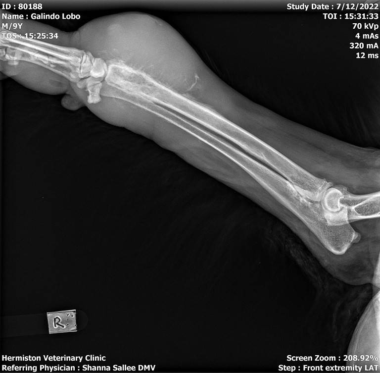 The Most Common Tumors in Dogs (With Pictures) - A-Z Animals