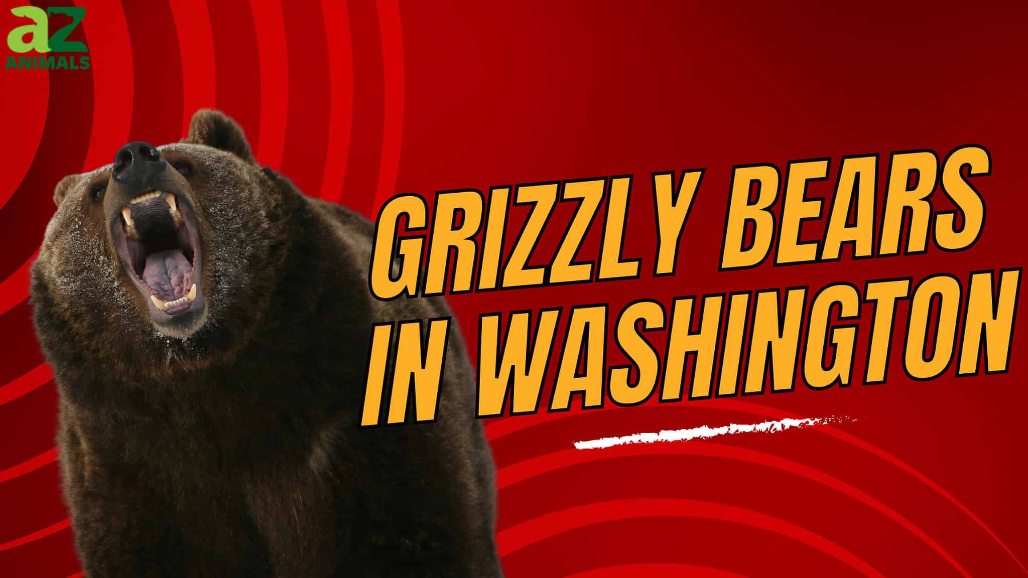 Grizzly Bears in Washington: Where They Live, Risk to Humans, and Diet - A-Z Animals