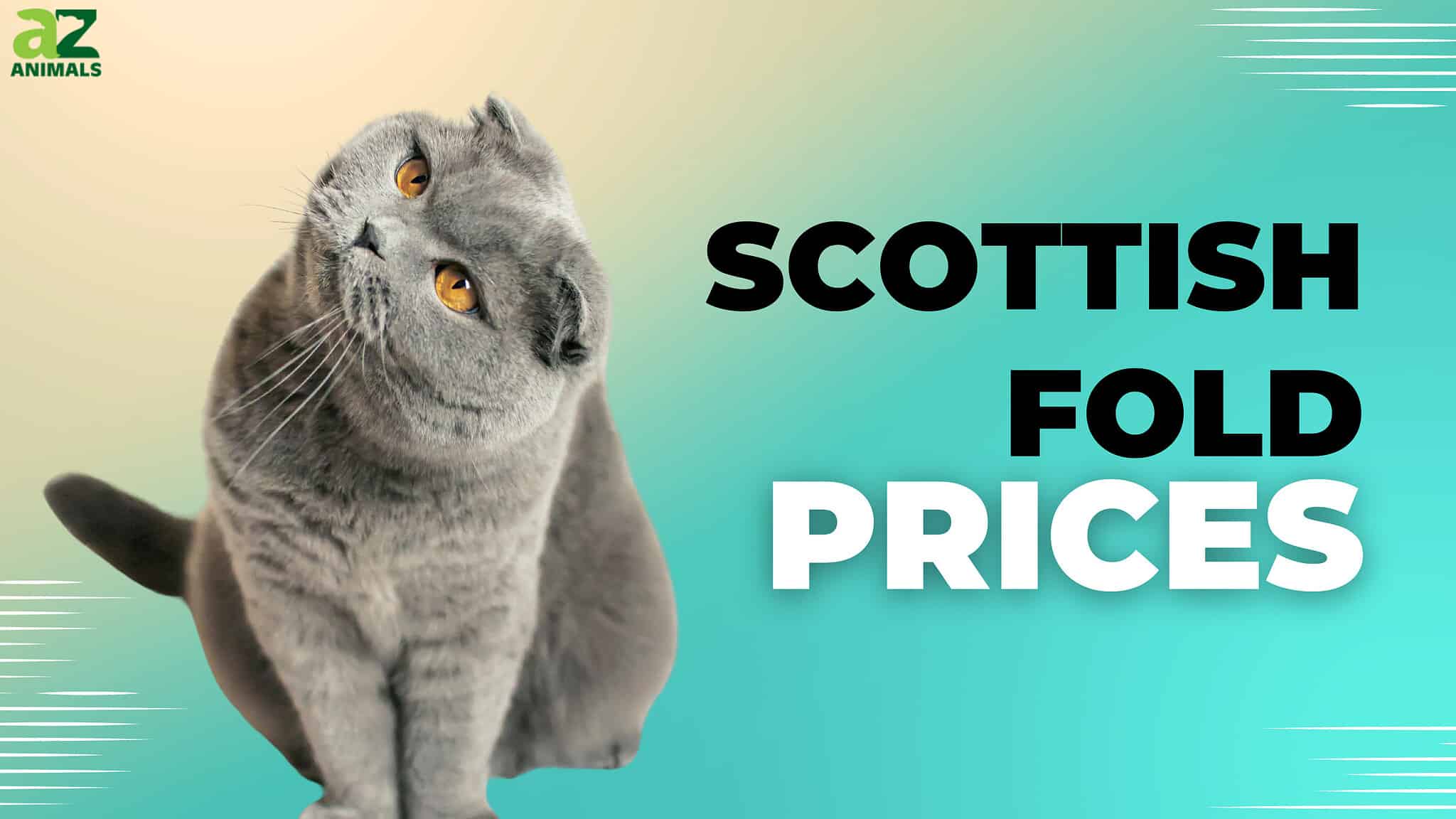 Scottish Fold Prices in 2024: Purchase Cost, Vet Bills, and Other Costs ...
