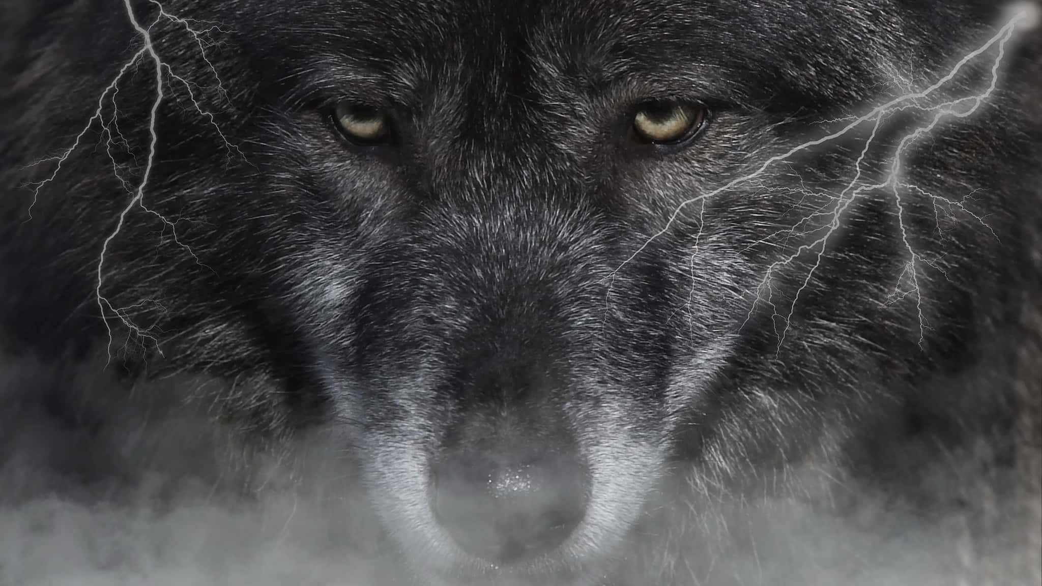 Animals Connected to the Moon Through Myth - A-Z Animals Slideshows