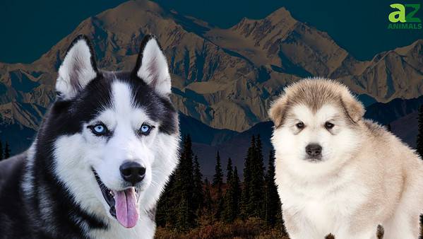 The 230+ Best Alaskan Dog Names and Their Meanings - A-Z Animals