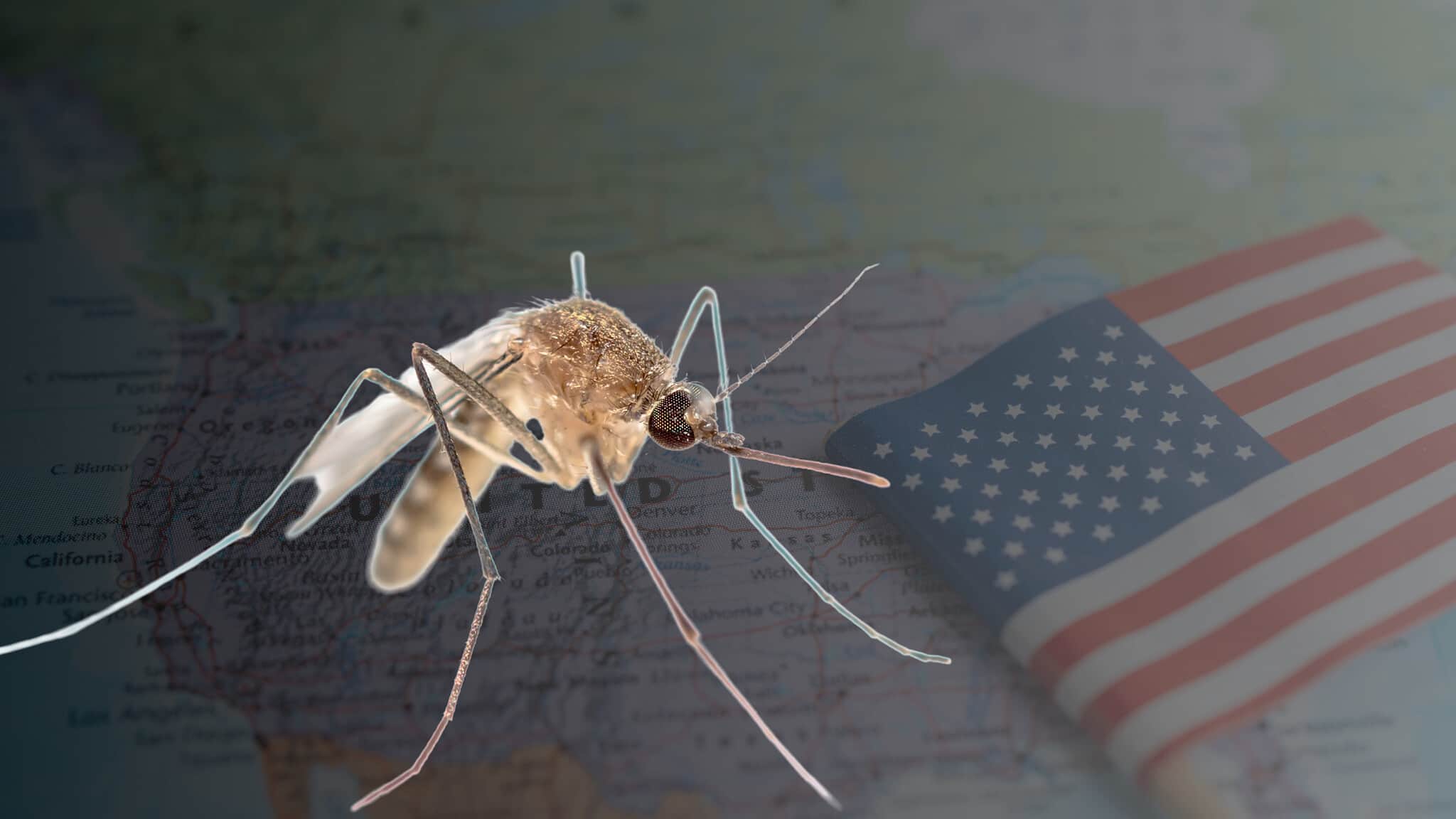 This Insect Kills More Than a Million People Each Year - A-Z Animals