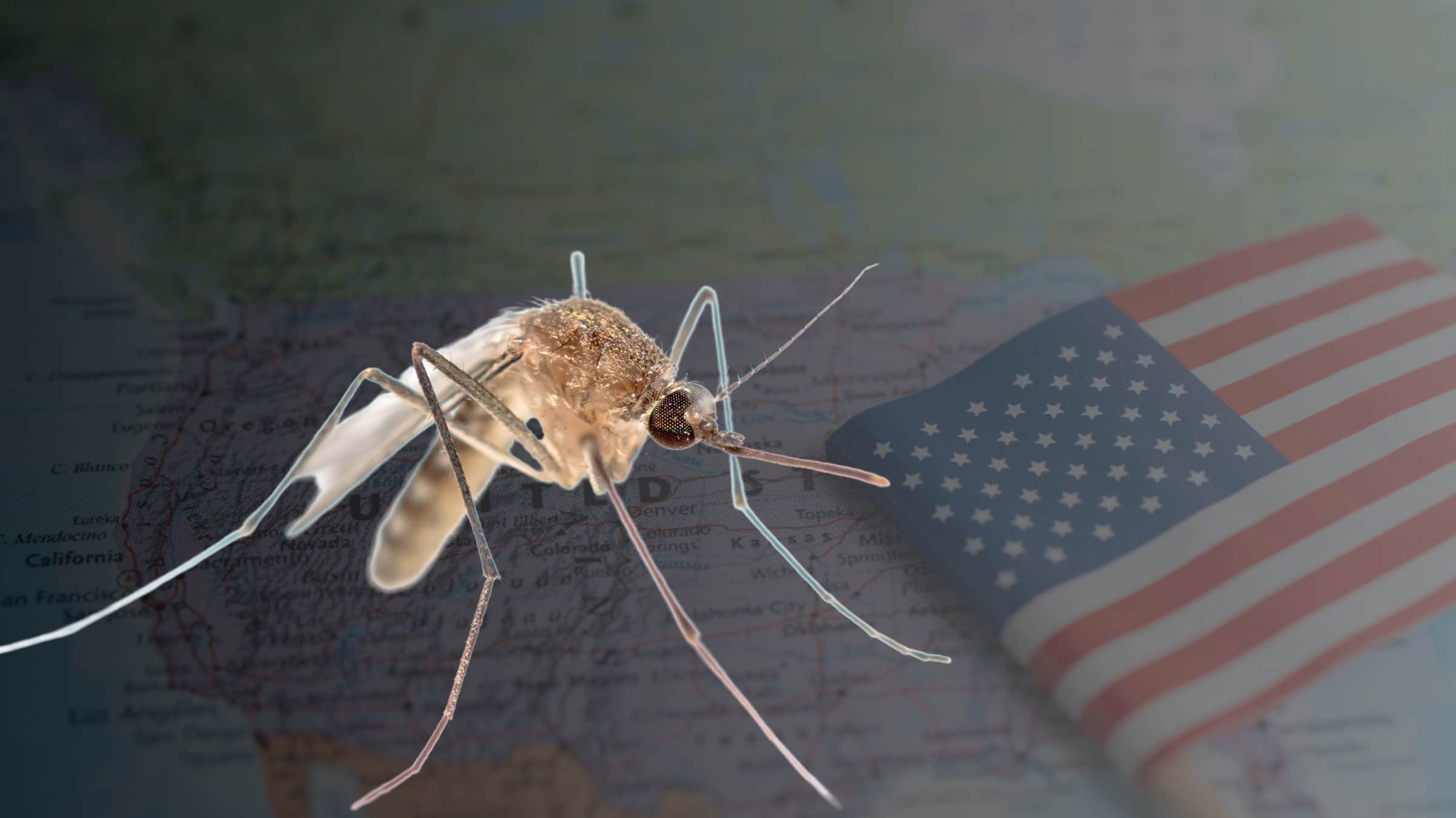 The U.S. States That Are Overrun by Mosquitoes - A-Z Animals