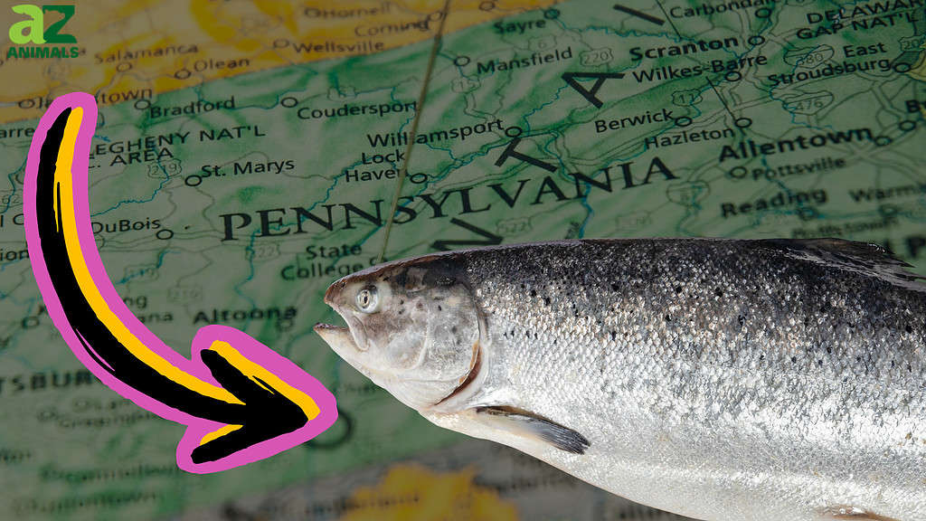 The Largest Atlantic Salmon Ever Caught in Pennsylvania - A-Z Animals