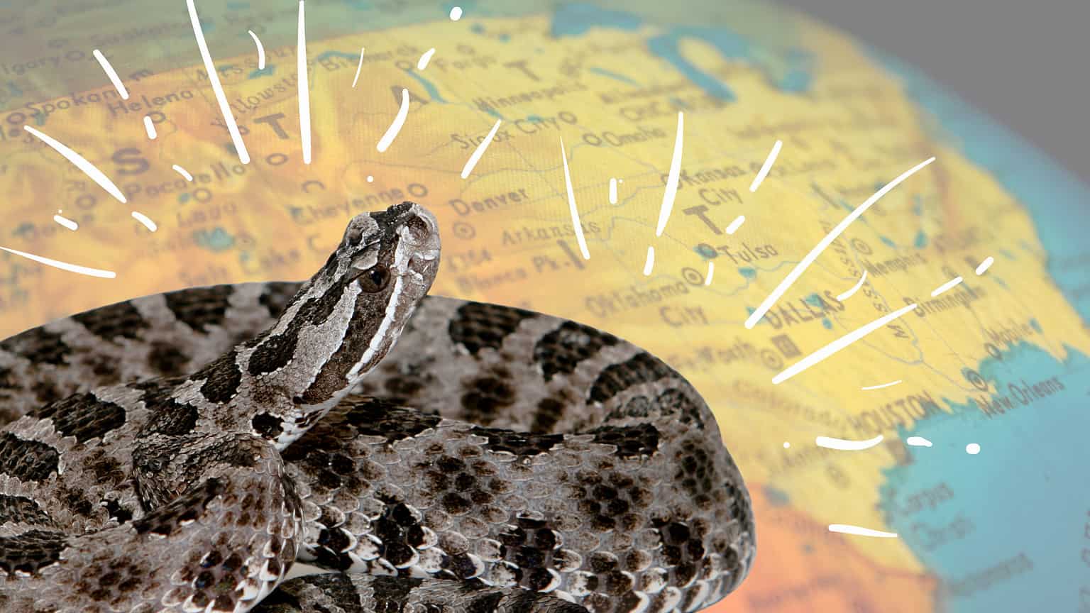 Beware of Rattlesnakes in These States - A-Z Animals Slideshows