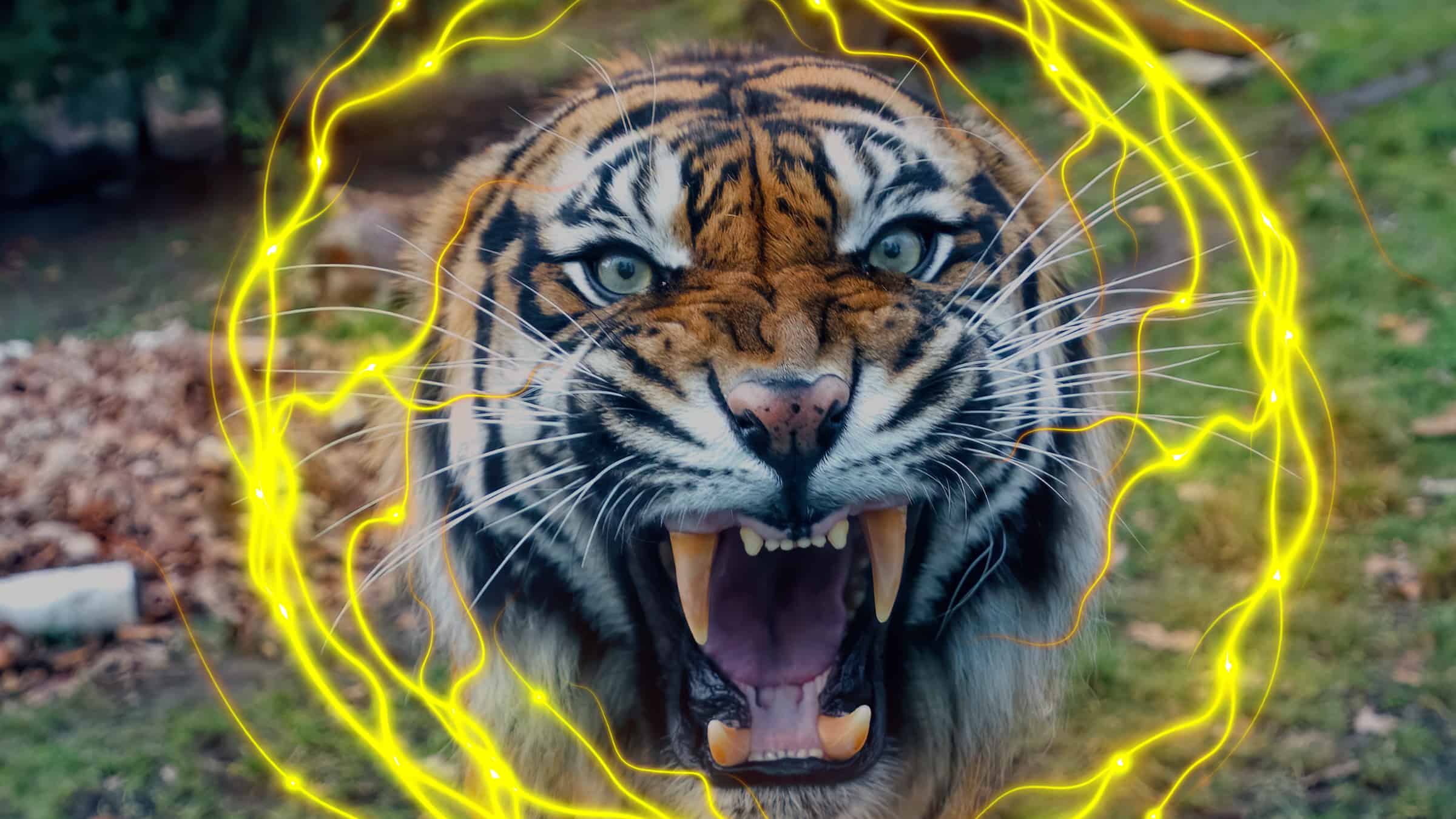 The Infamous Man-Eating Tiger that Attacked 400+ People - A-Z Animals